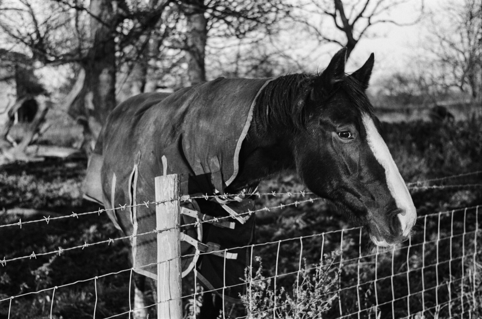 The Leica M3 - Great Film Cameras - A Flash Of Darkness